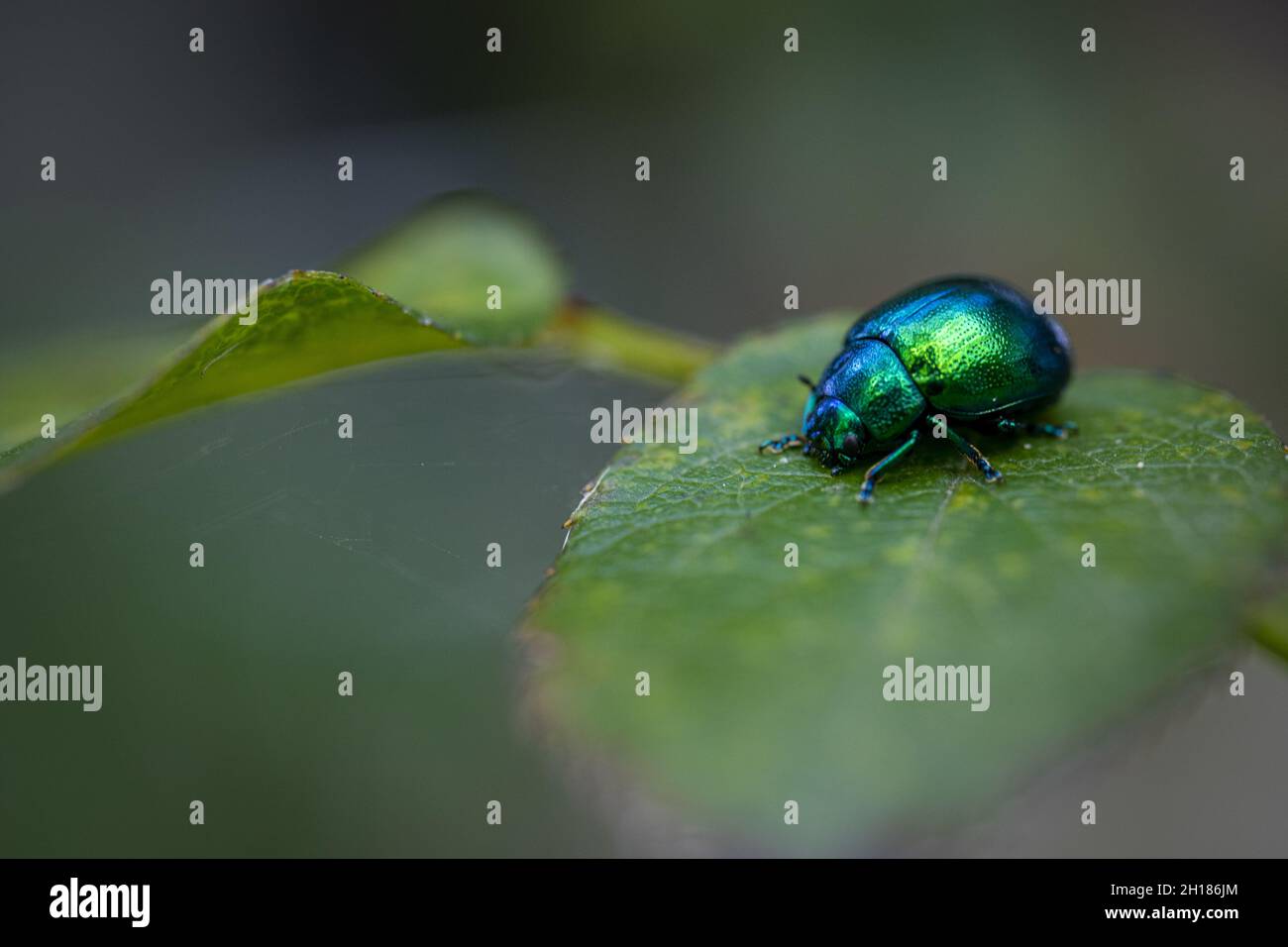 A closeup of a Green June beetle on a green leaf in the daylight with a ...