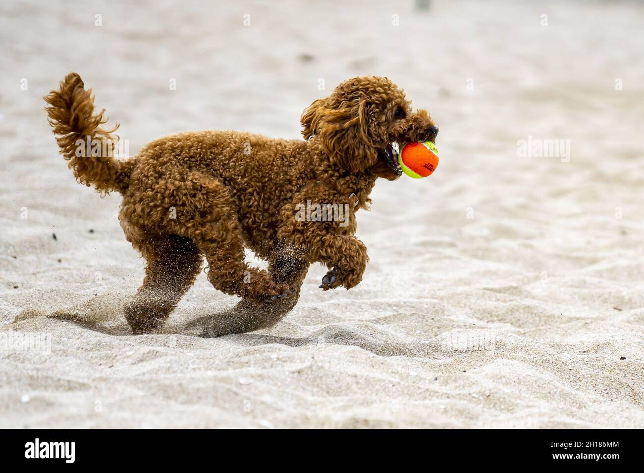 An adorable miniature poodle playing with a ball at the beach with a ...