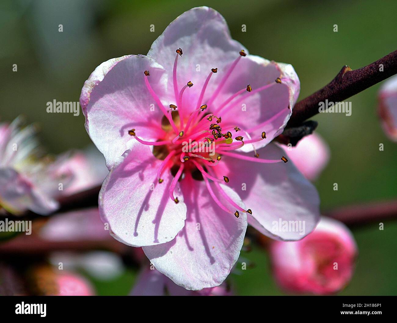 Peach tree blossom close up hi-res stock photography and images - Alamy