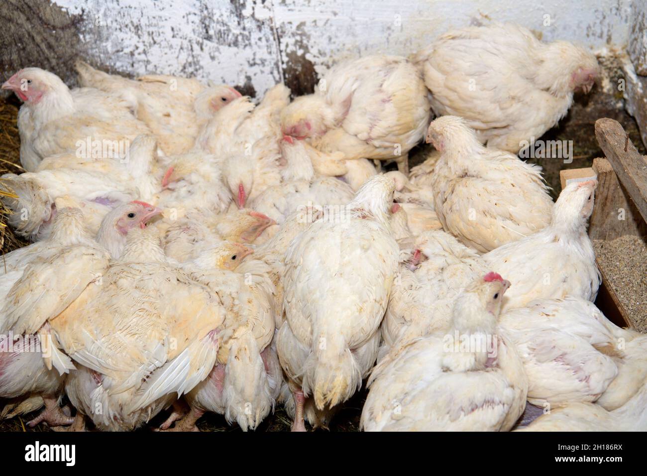 Domestic breeding of hens using heat and nutritional fast food Stock ...