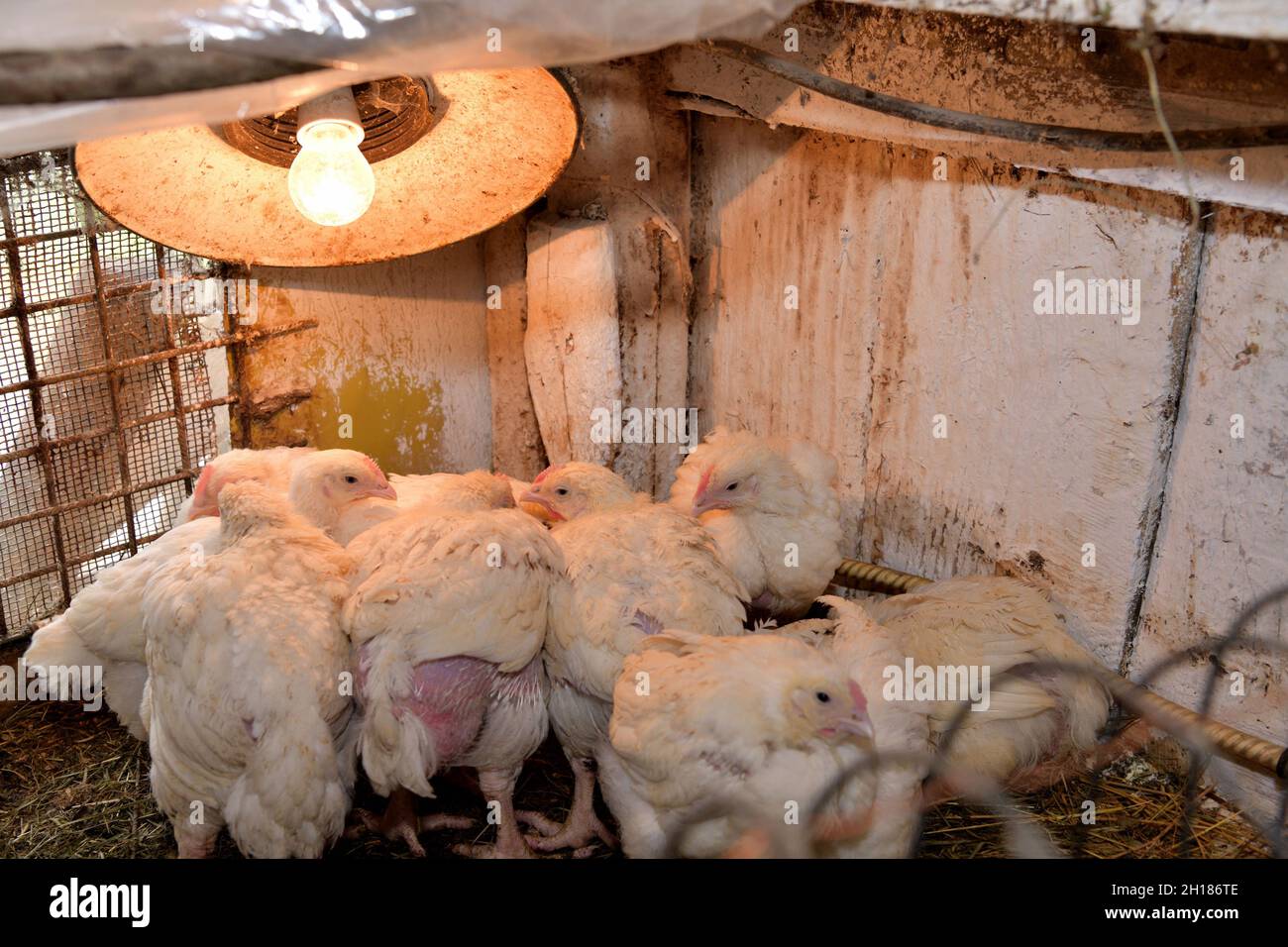 The hens sit under a heat-radiating light bulb on the chicken farm ...