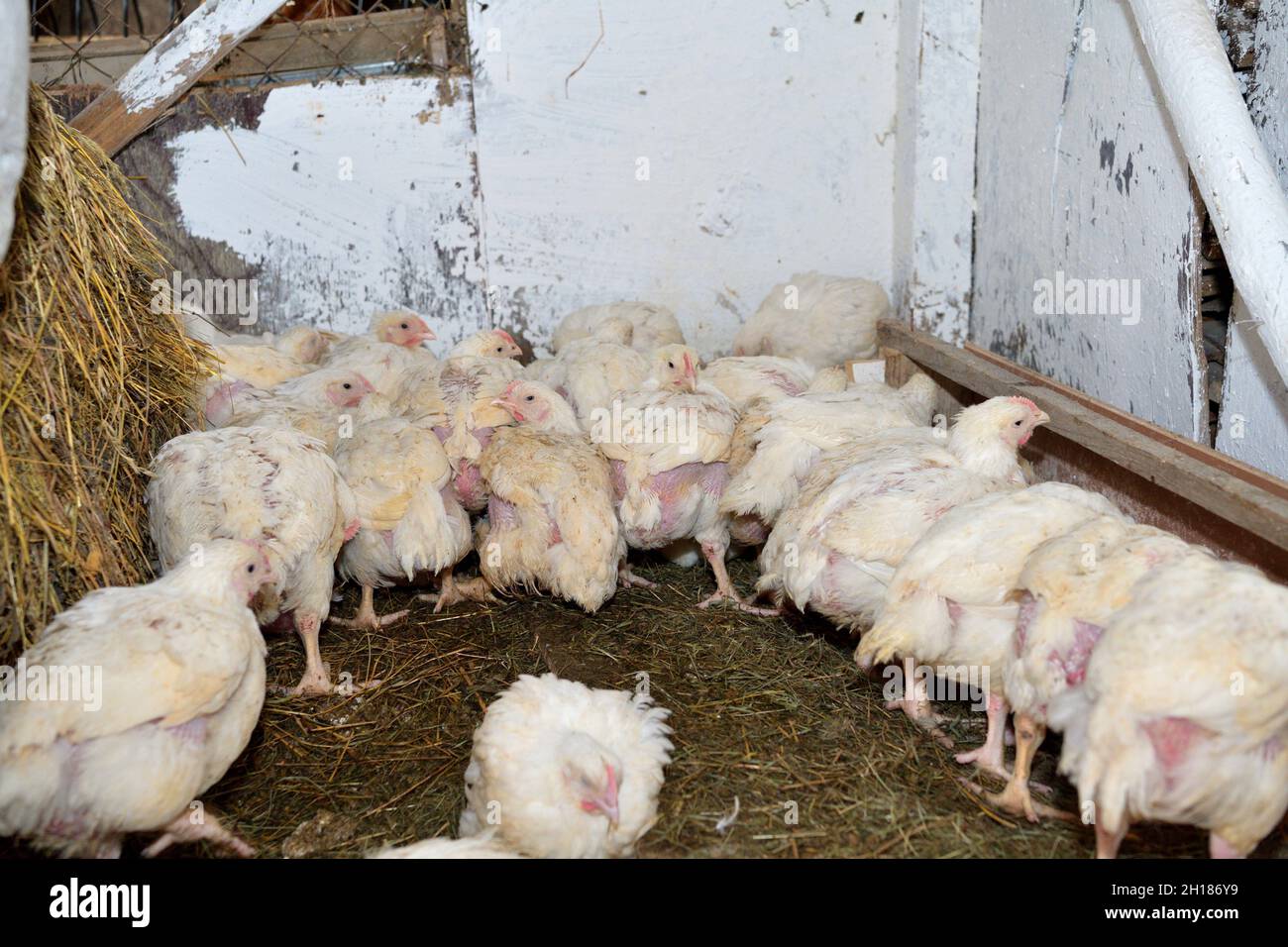 Hen broilers domestic fast breeding for meat on the chicken farm Stock ...