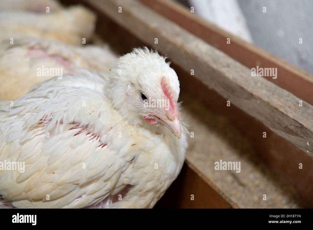 Domestic breeding of hens using heat and nutritional fast food Stock ...