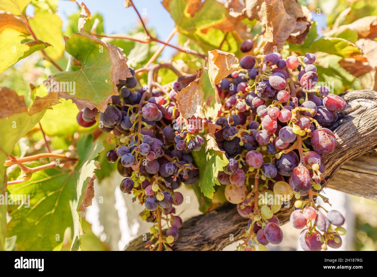 Santorini grapes hi-res stock photography and images - Alamy