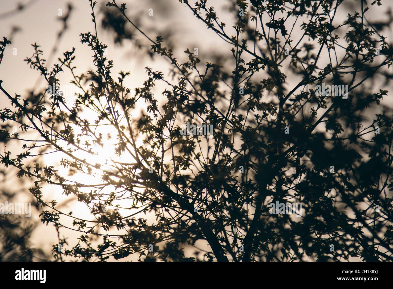 Nature picture showing leaves and branches in backlight Stock Photo - Alamy