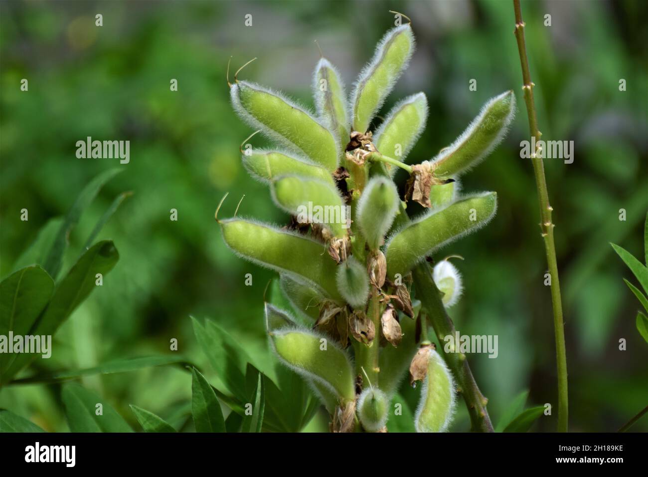 Close up of green lupine pods against a blurred background Stock Photo ...