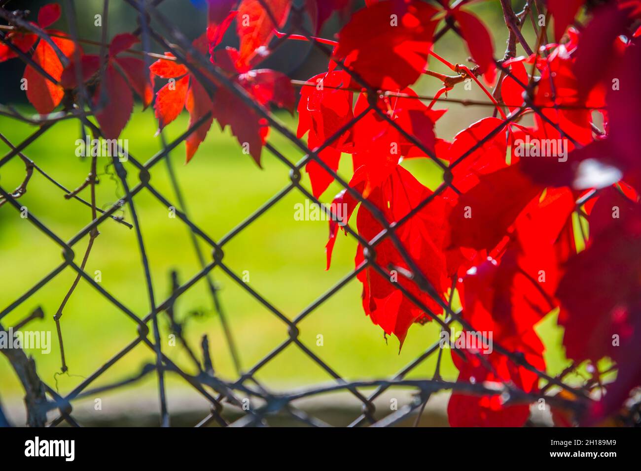 Autumn leaves behind wire netting Stock Photo - Alamy