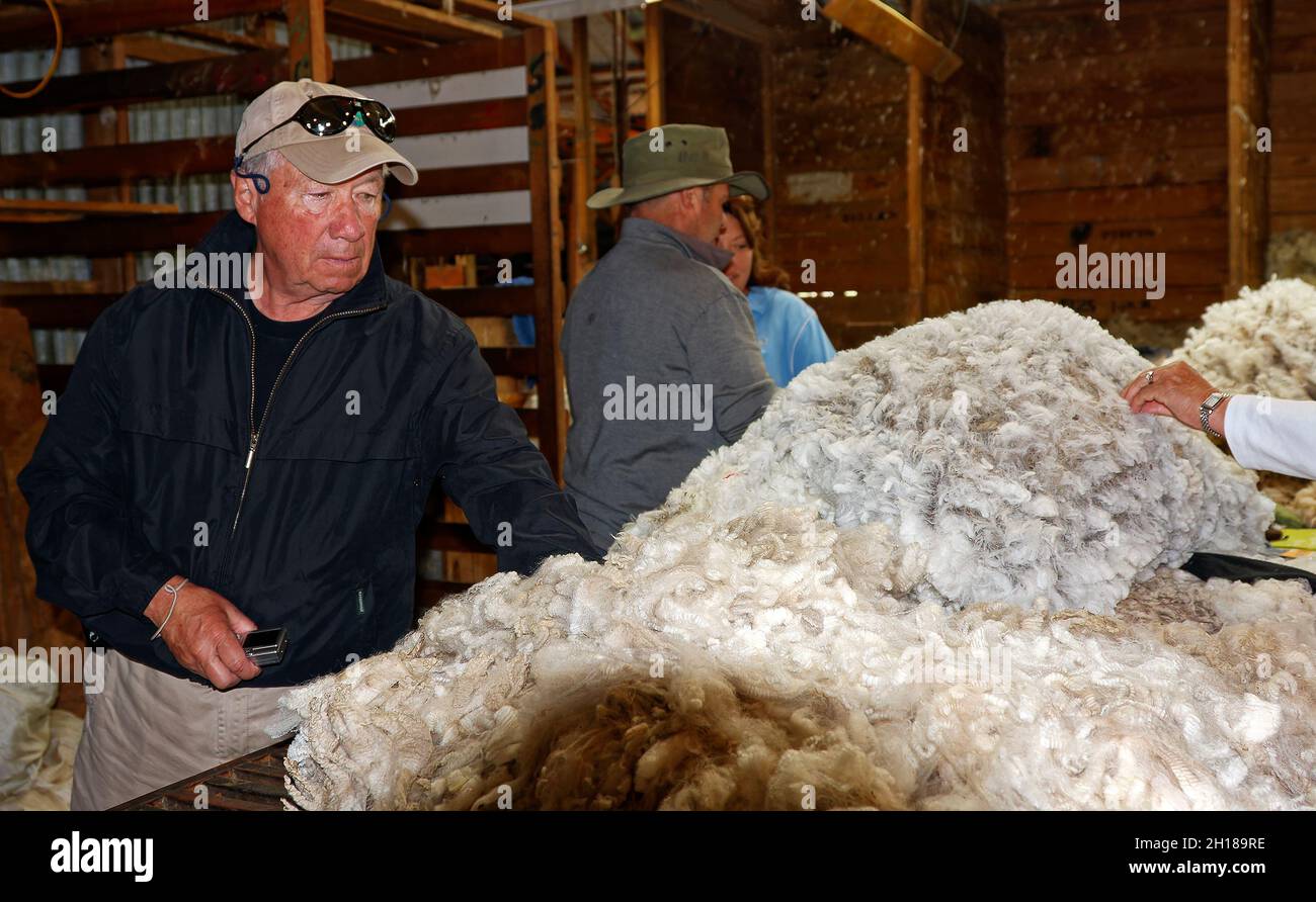 Pile of wool sheep hi-res stock photography and images - Alamy