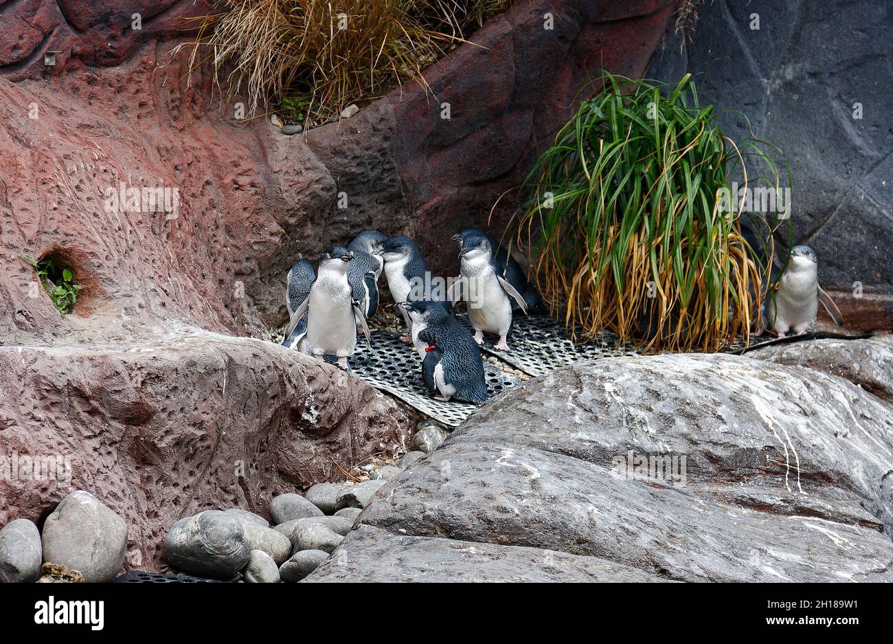 Little Blue Penguins, rescue, exhibit, wildlife, small birds, Korora ...