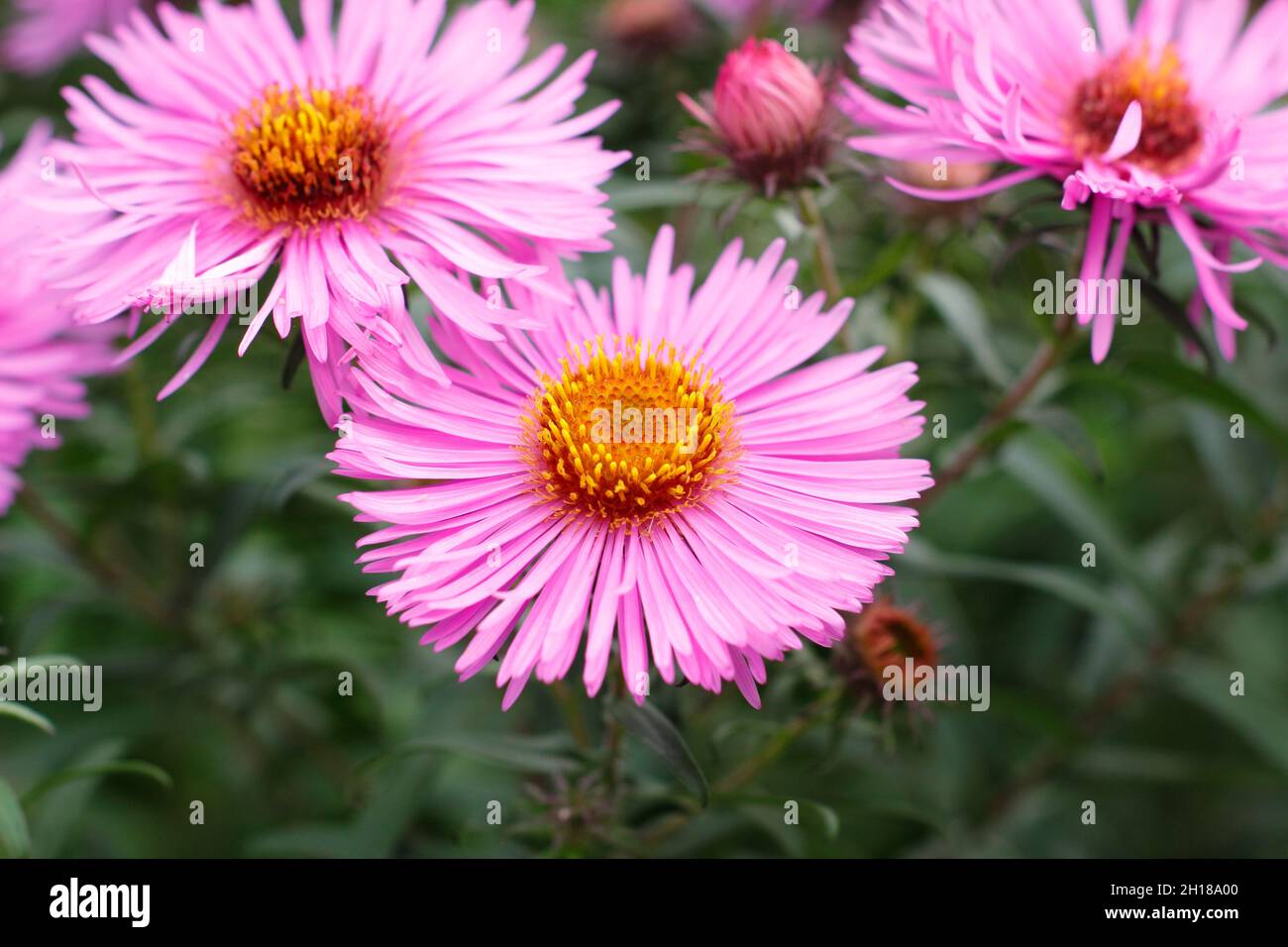 Symphyotrichum novae-angliae 'Harrington's Pink'. Harrington's Pink New ...