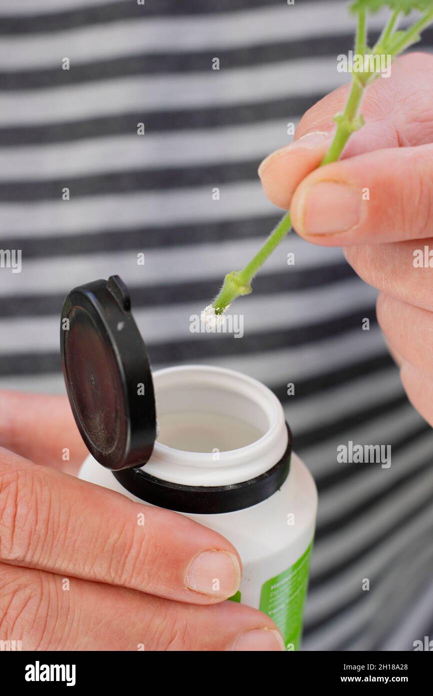 Pelargonium cutting. Dipping the stem of a scented pelargonium cutting ...