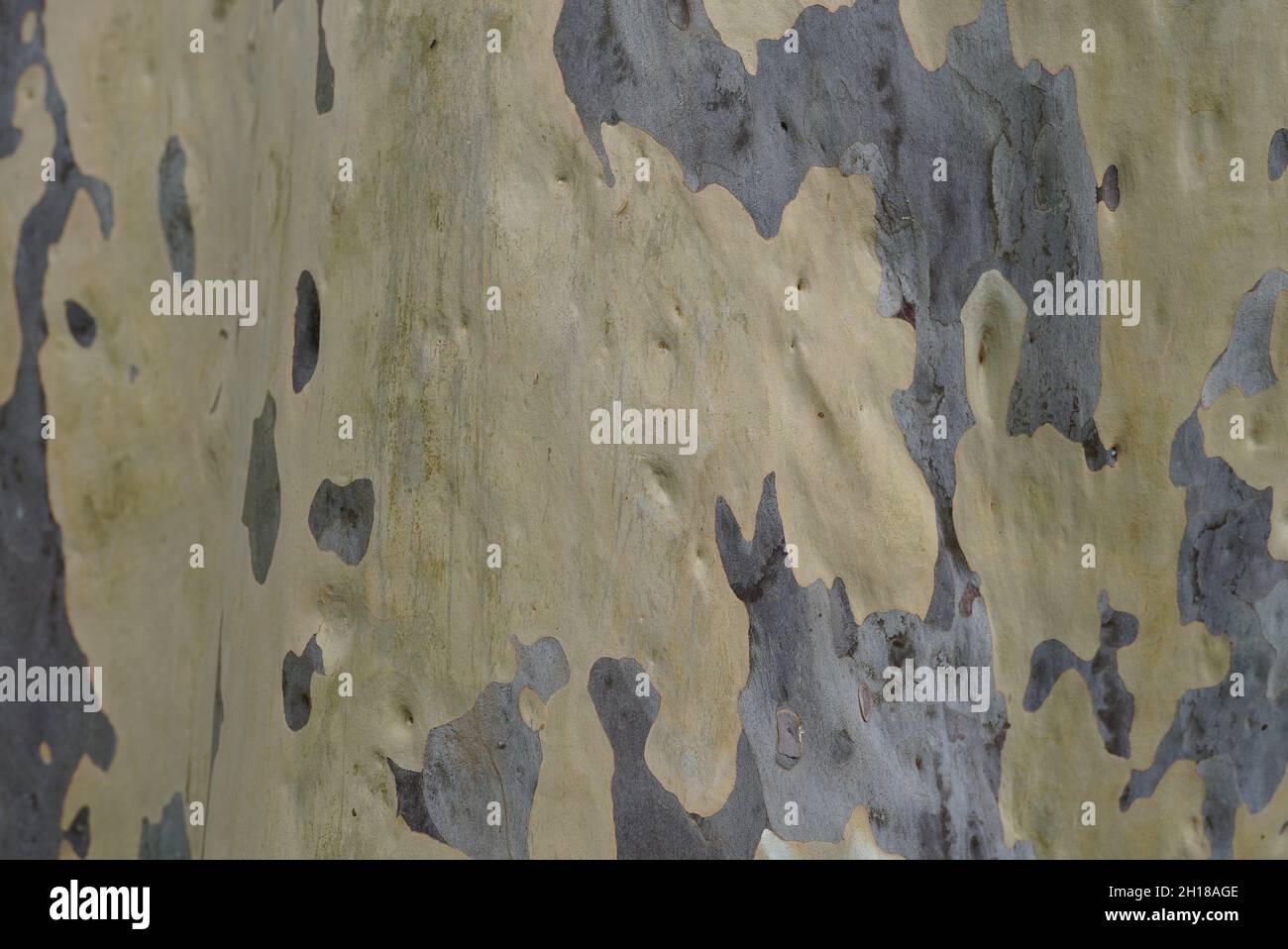 A close-up shot of a sycamore tree bark Stock Photo - Alamy