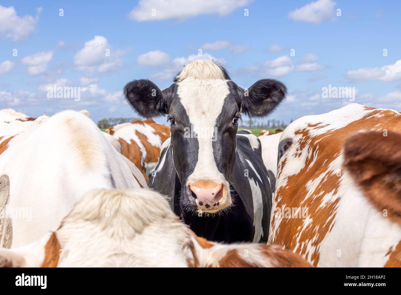 Cow head in the middle of a group of cows, black amidst red, blue sky ...