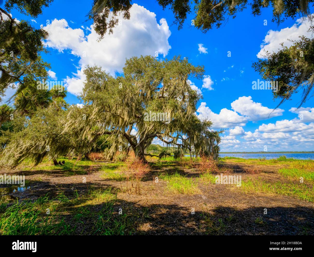 Big old Live Oak tree in Myakka River State Park in Sarasota Florida ...