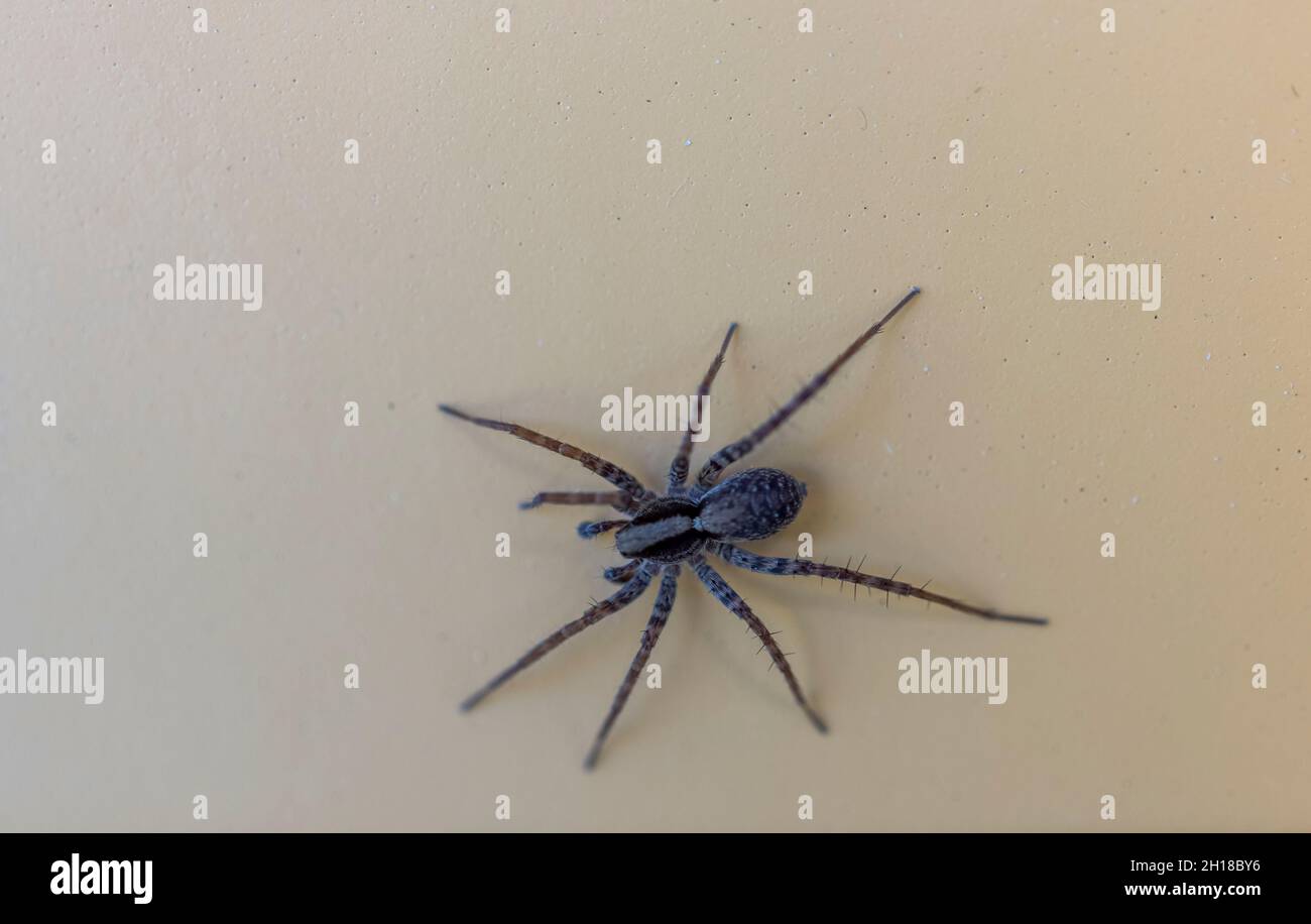 Close up view of cute spider isolated on light background Stock Photo ...
