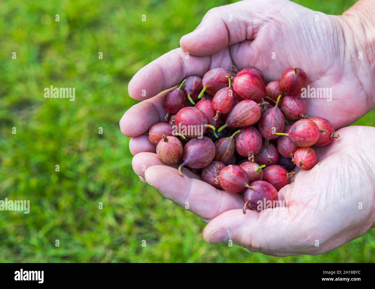Close up view of red ripe gooseberry in man's hands on blurred green ...