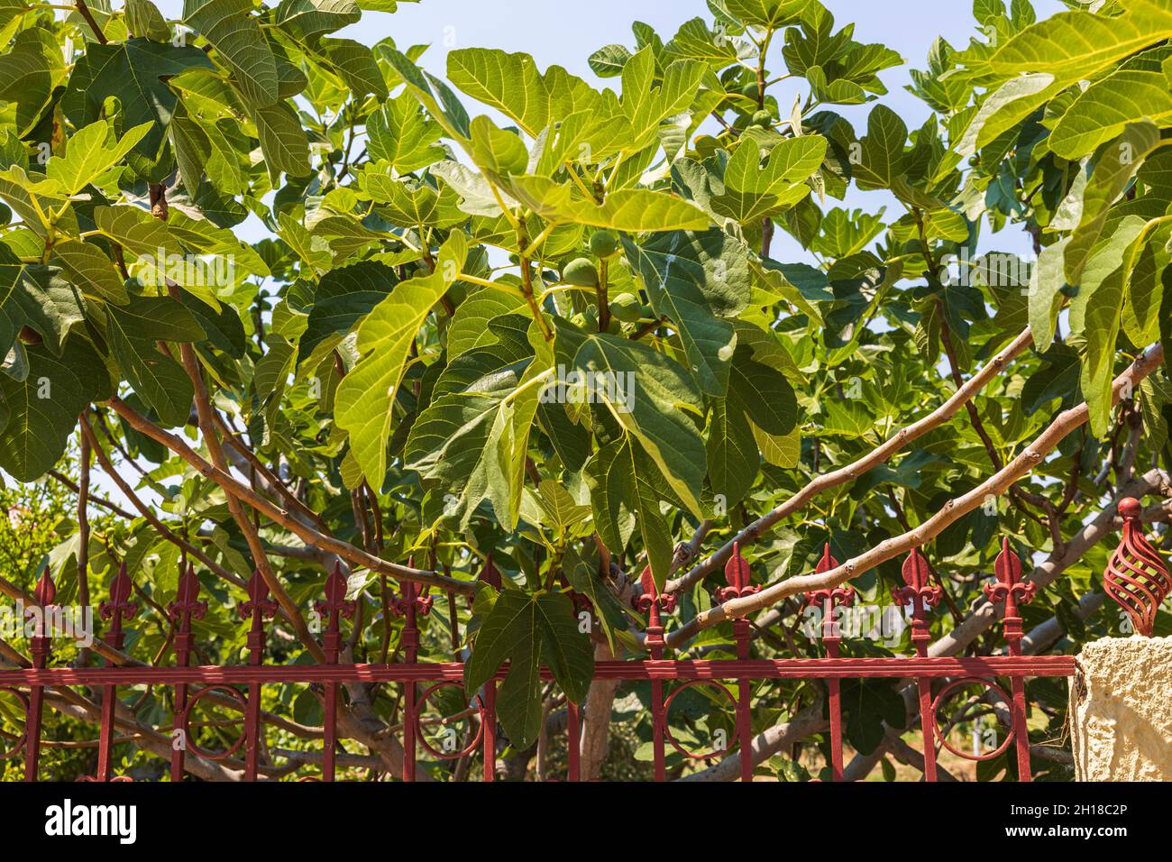 Garden behind the fence hi-res stock photography and images - Alamy