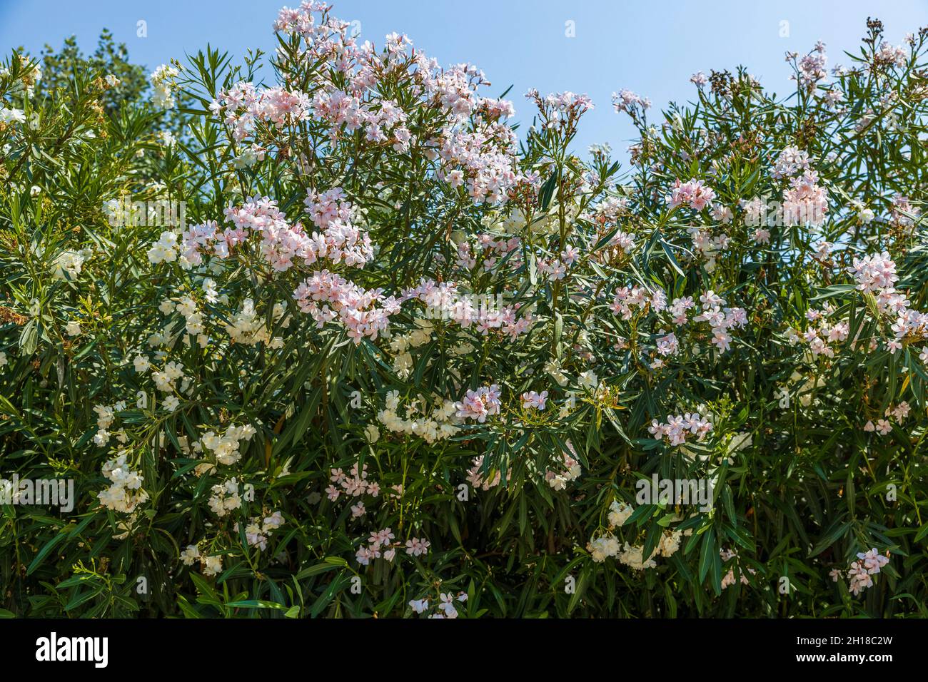 Beautiful nature view of flowering plants. Greece Stock Photo - Alamy