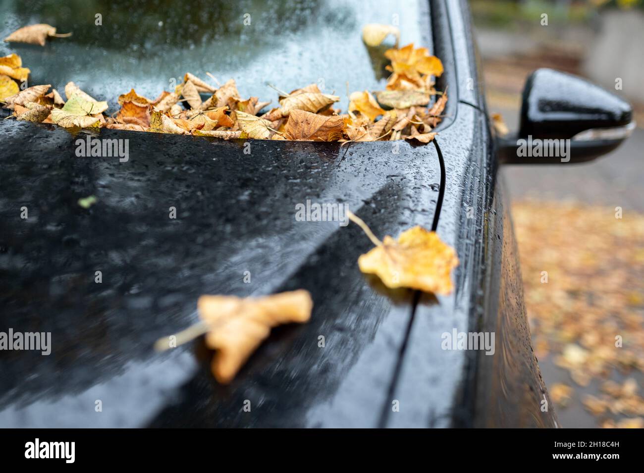 17 October 2021, Schleswig-Holstein, Uetersen: Leaves are on the hood ...