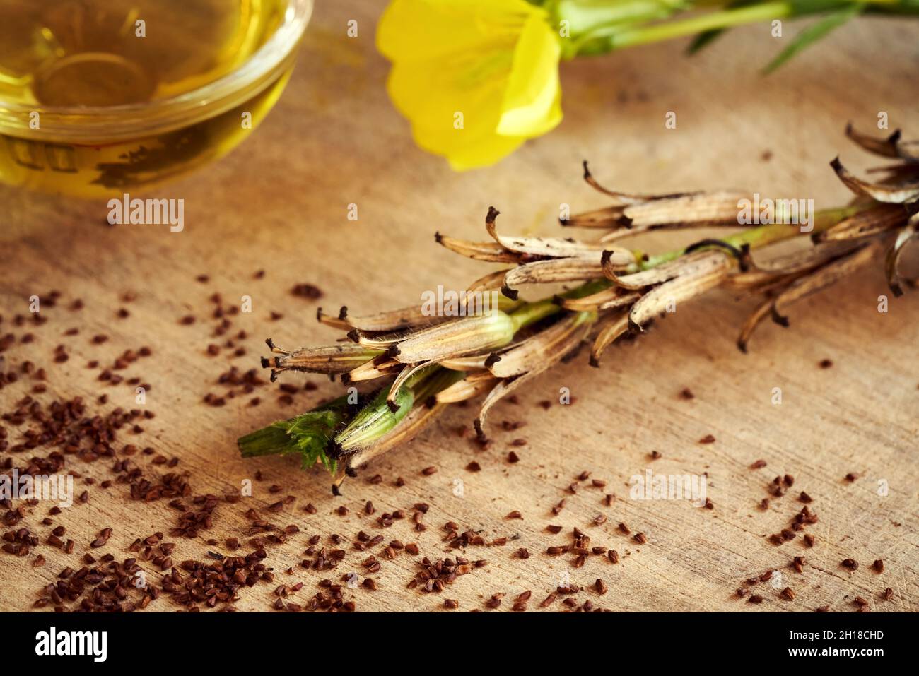 Evening primrose or Oenothera biennis pods and seeds, with oil and ...