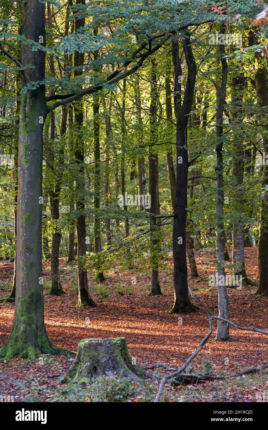 Autumnal scenes in the woodland around Roddlesworth reservoir ...