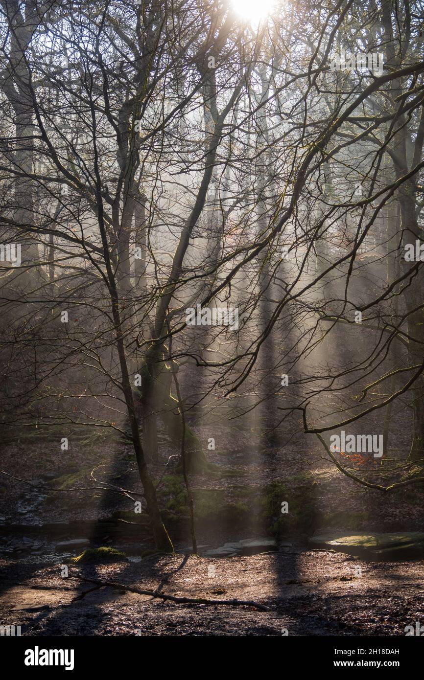 Morning sunlight shining through the mist in woodland Stock Photo - Alamy