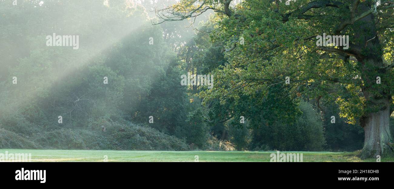 Light on the common hi-res stock photography and images - Alamy