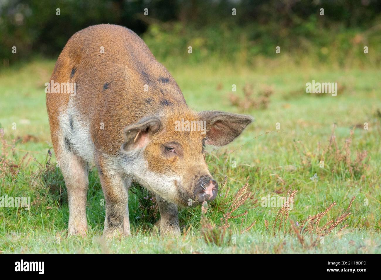 Pannage pigs in the New Forest Stock Photo - Alamy