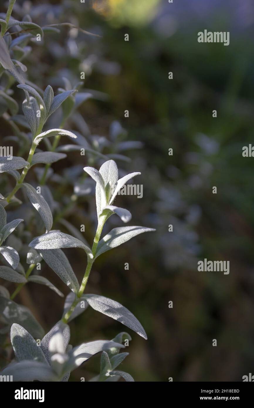 Silverberry hi-res stock photography and images - Alamy