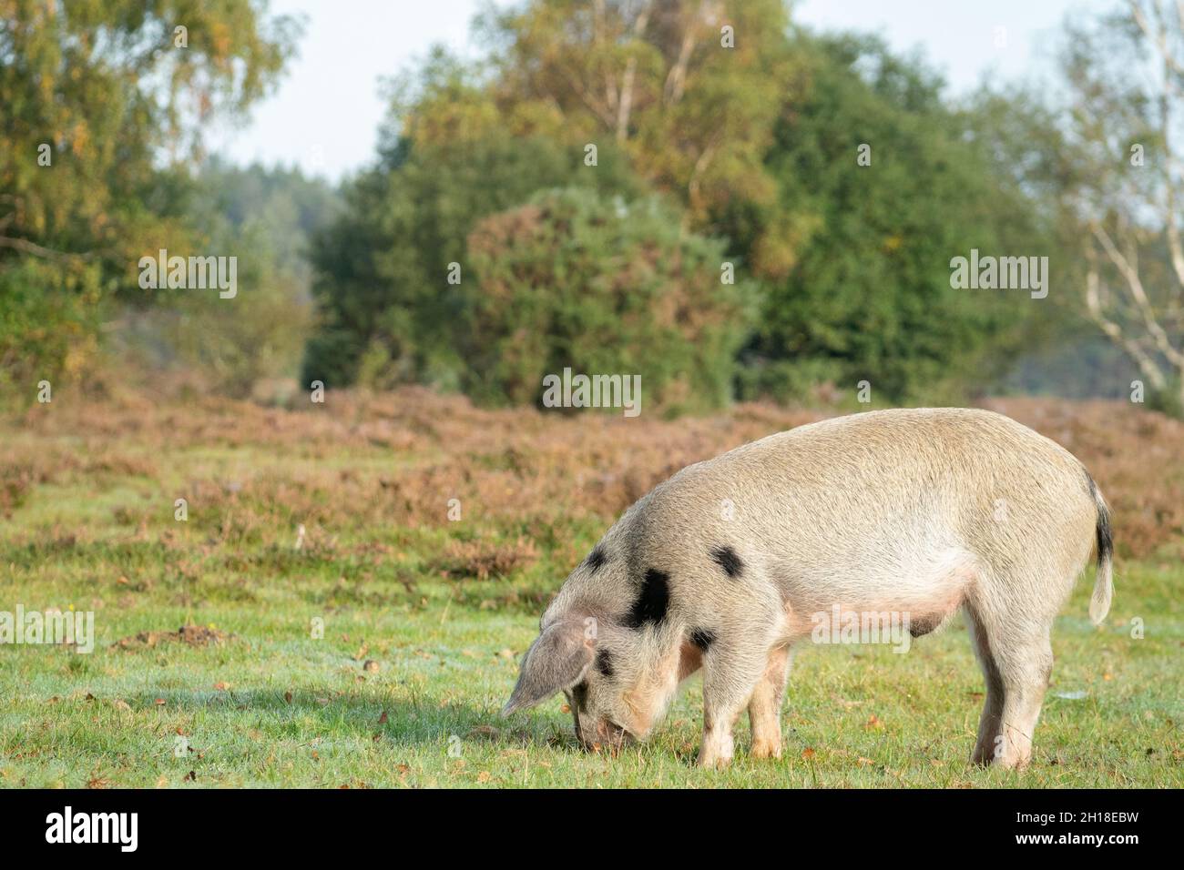 Pannage pigs hi-res stock photography and images - Alamy