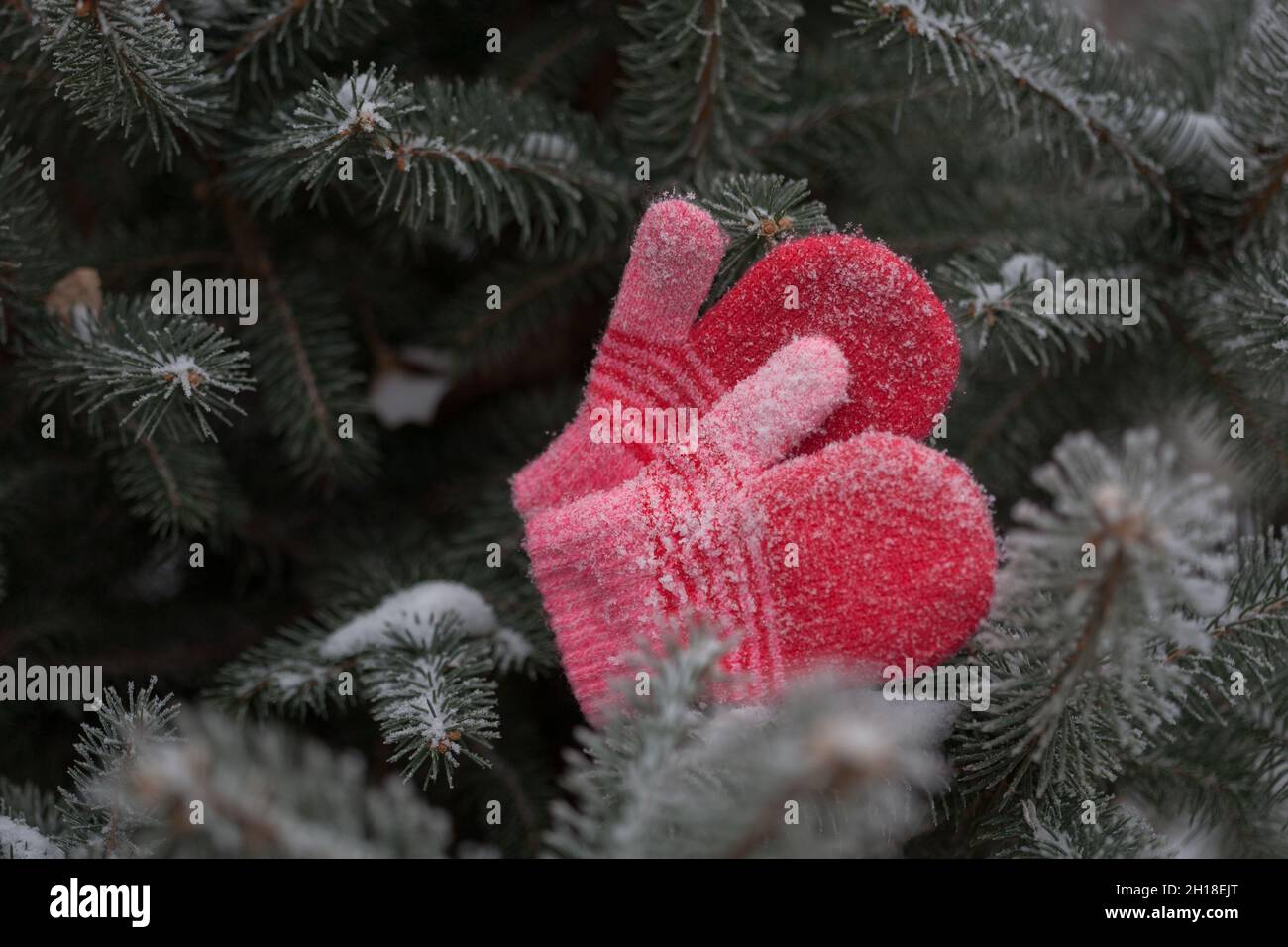 Picture of red mittens in the winter forest. Frozen plants . Selective ...