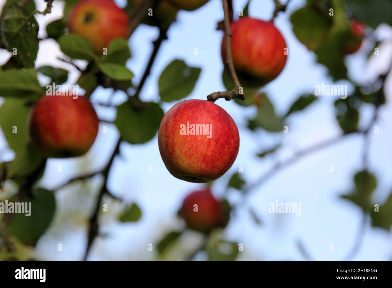 A beautiful shot of apples hanging from a tree in a garden Stock Photo ...