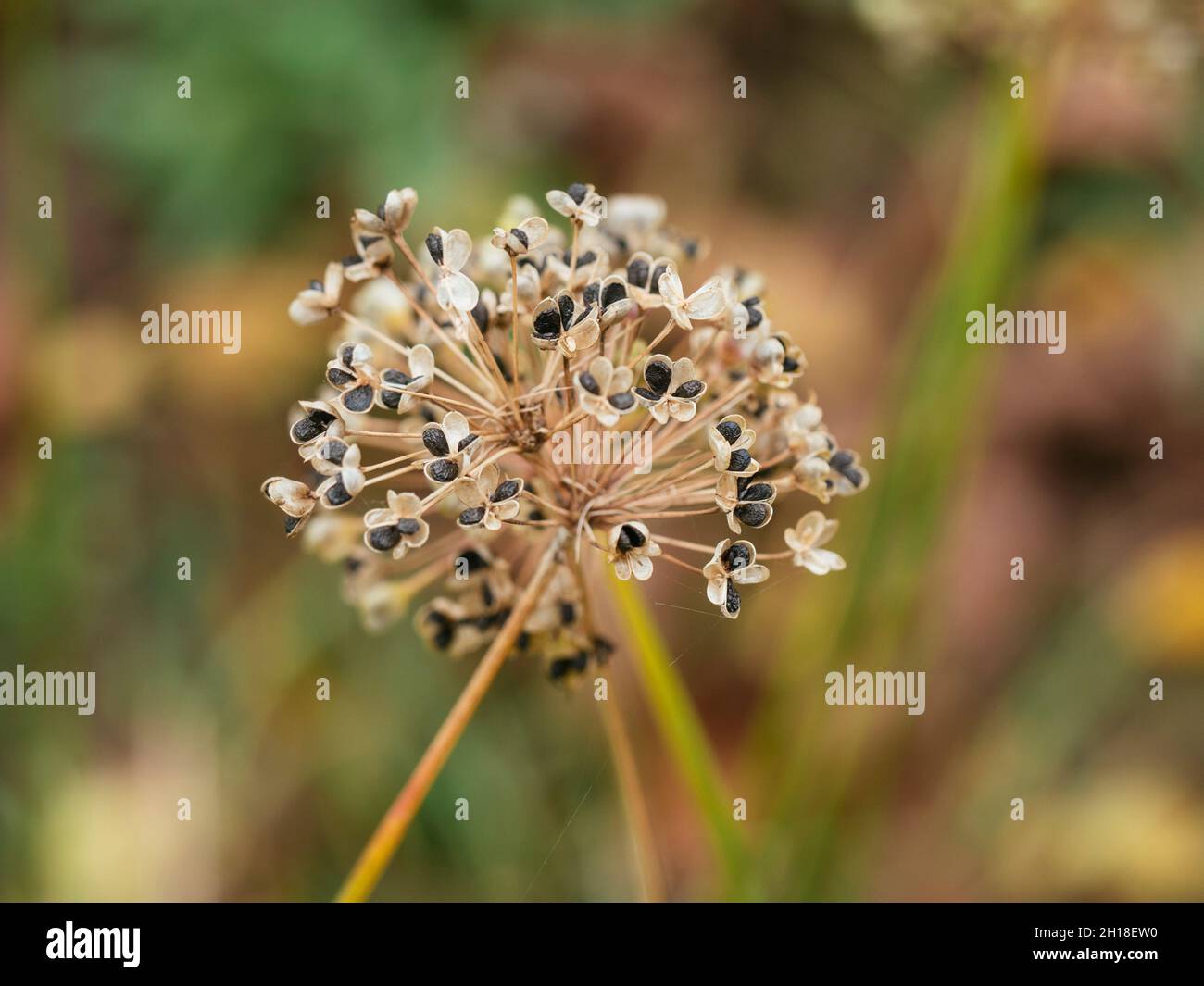 Garlic chives (Allium tuberosum) seed head Stock Photo - Alamy