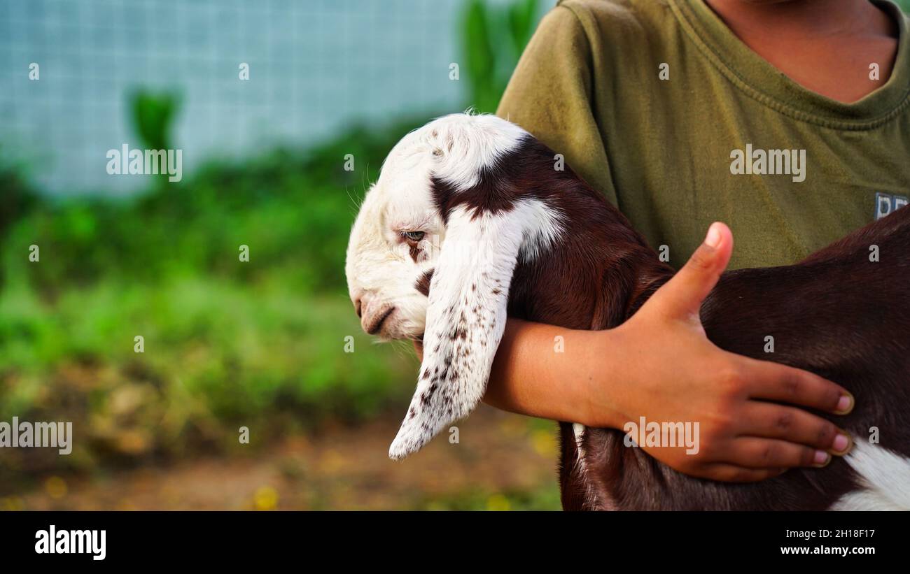 Young Indian boy holding the small goat with affection and smiling face ...
