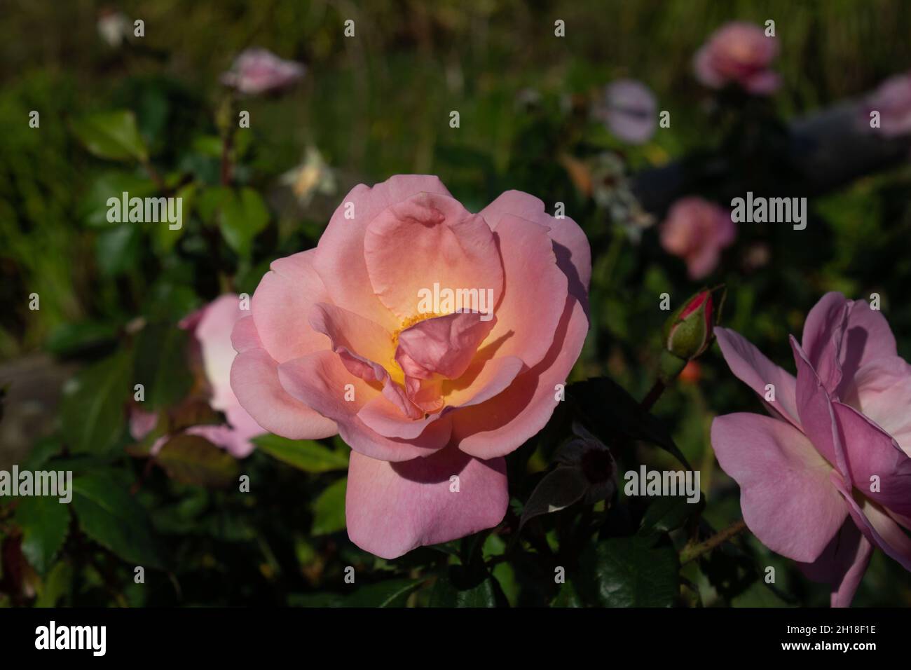 Miniature Roses Rose High Resolution Stock Photography and Images - Alamy