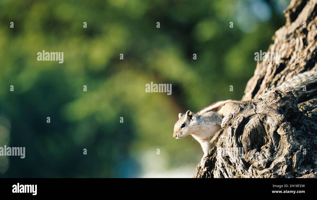 Wild Sherman's Fox Squirrel or Sciurus niger shermani on Khejari or ...