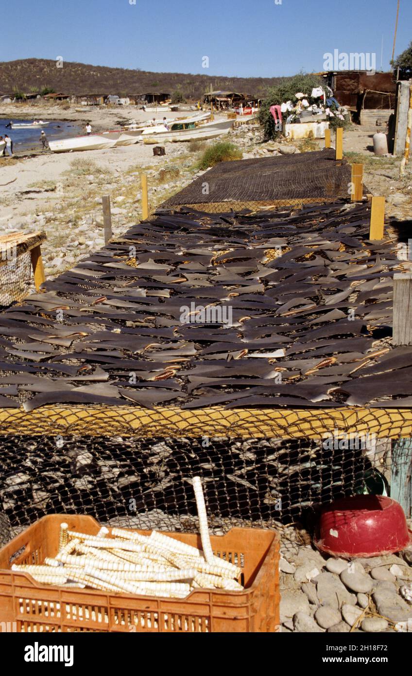 Asia-bound shark fins drying in the sun, shark cartilage used for ...