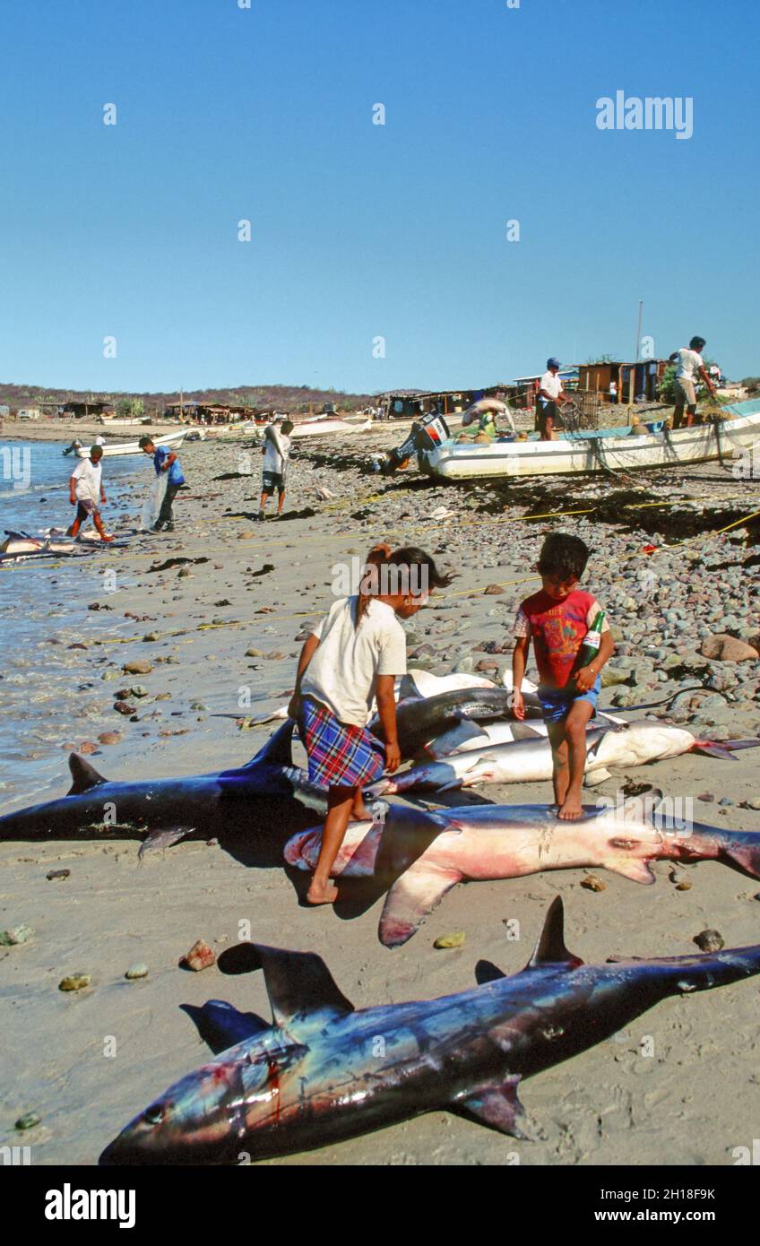 Children with thresher sharks, caught overnight, lying on sand beach ...