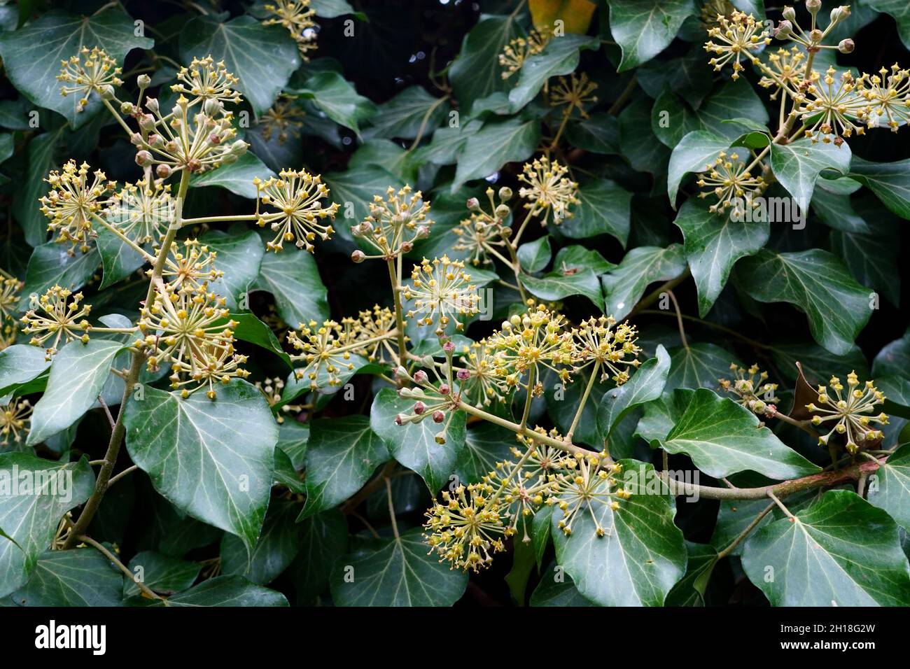 Closeup of decorative bright dark green hedera helix climber plant with ...