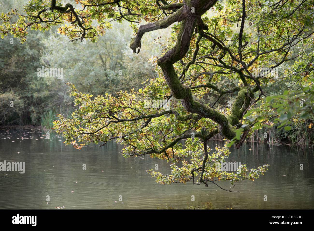 Hanging tree branch hi-res stock photography and images - Alamy