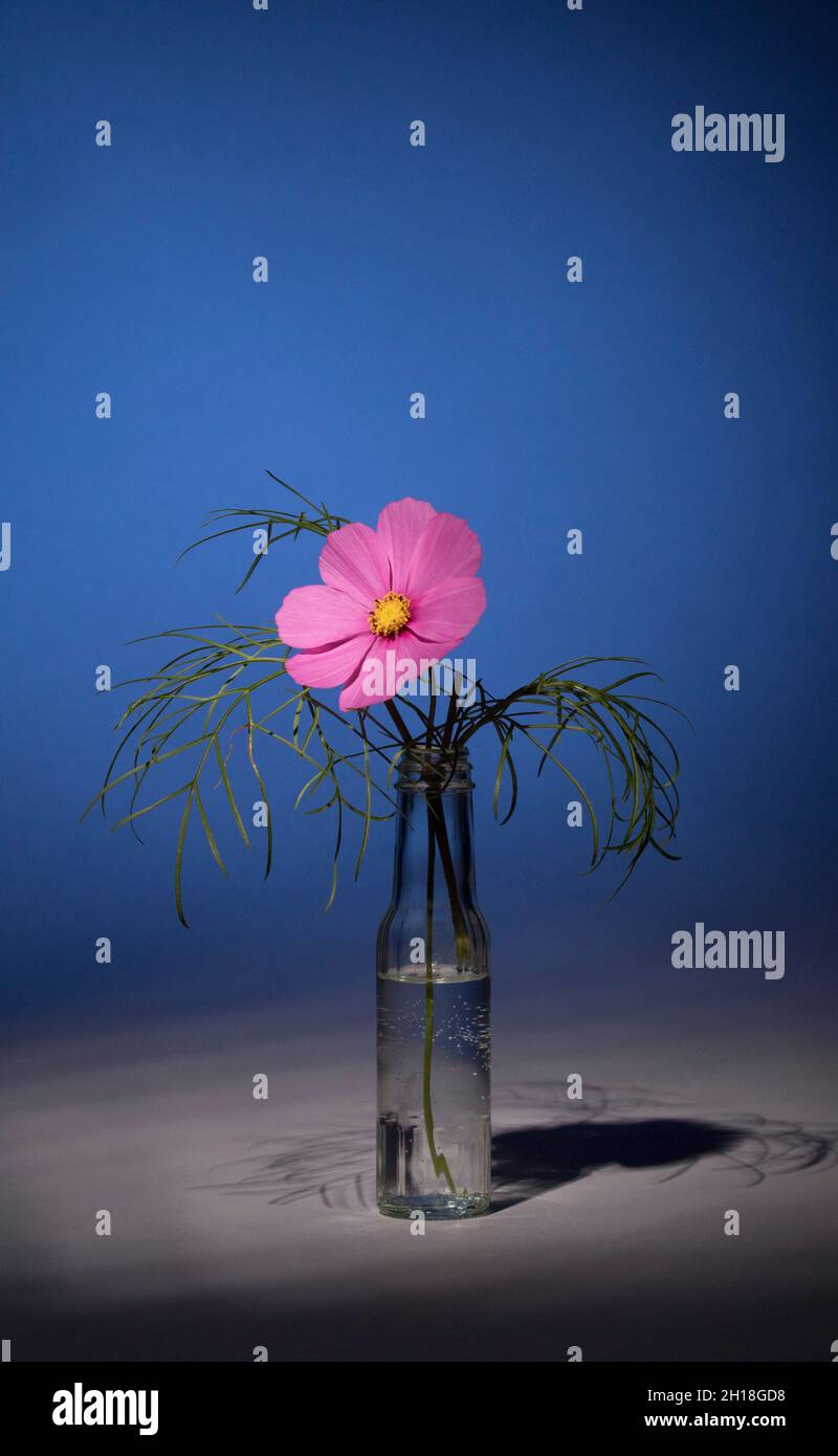 Pink Cosmos Daisy High Resolution Stock Photography and Images - Alamy