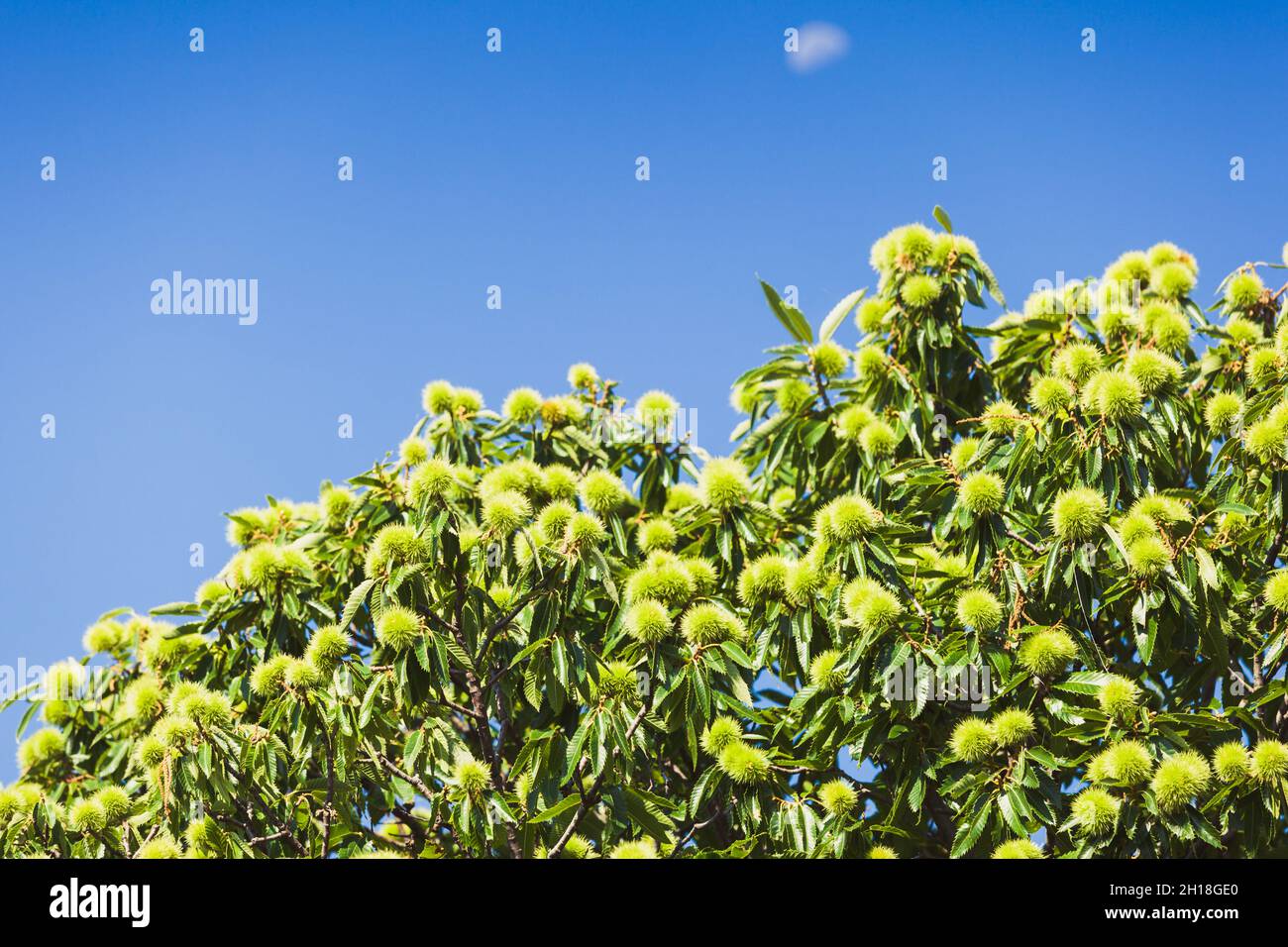 Chestnut tree crown full of raw spicky nuts against blue sky in ...