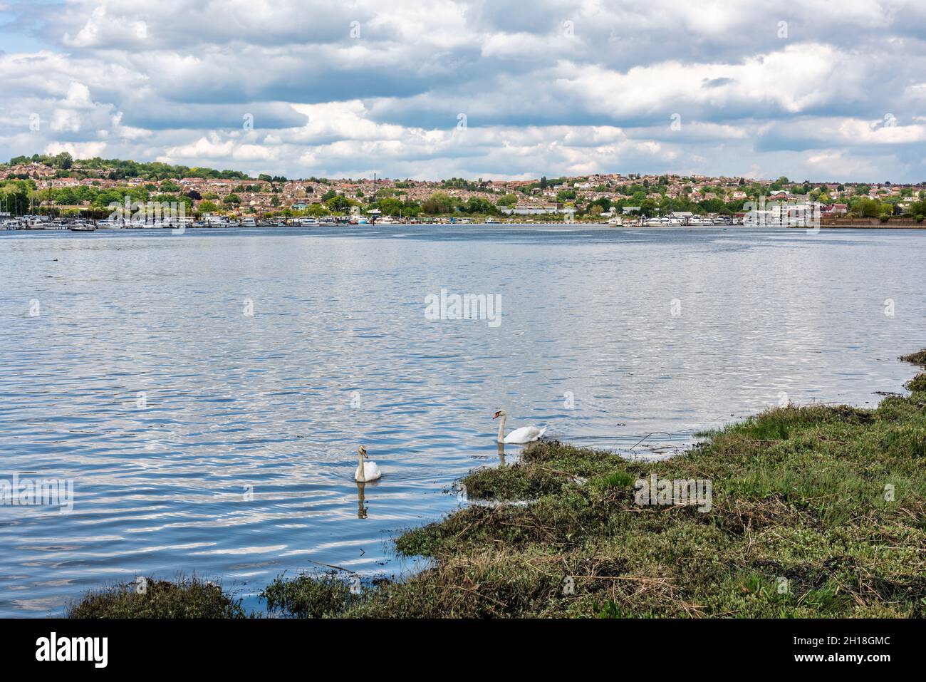 Swans on the River Medway at Strood and Rochester in Kent, England ...