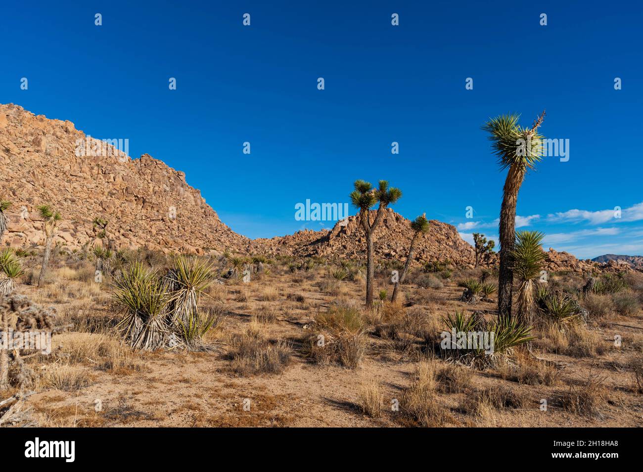 Desert landscape and vegetation in Joshua Tree National Park. Joshua ...