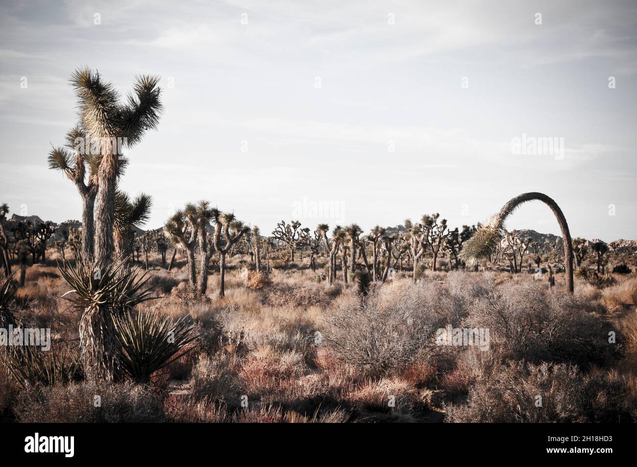 Desert landscape and vegetation in Joshua Tree National Park. Joshua ...