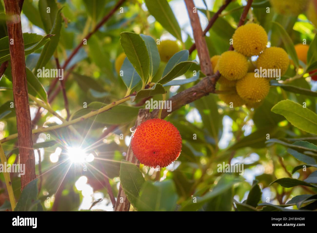 Madrone fruit hi-res stock photography and images - Alamy