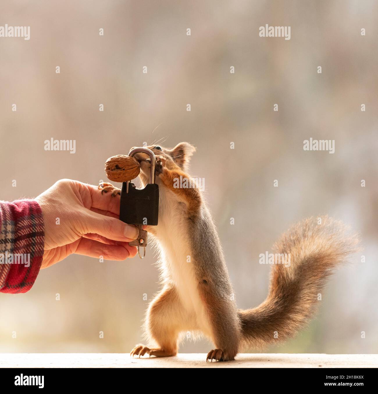 Holding squirrel hand hi-res stock photography and images - Alamy