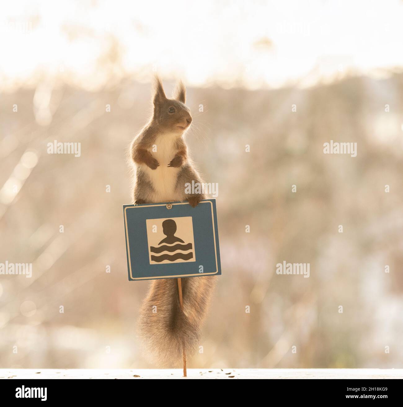 Beach squirrel hi-res stock photography and images - Alamy