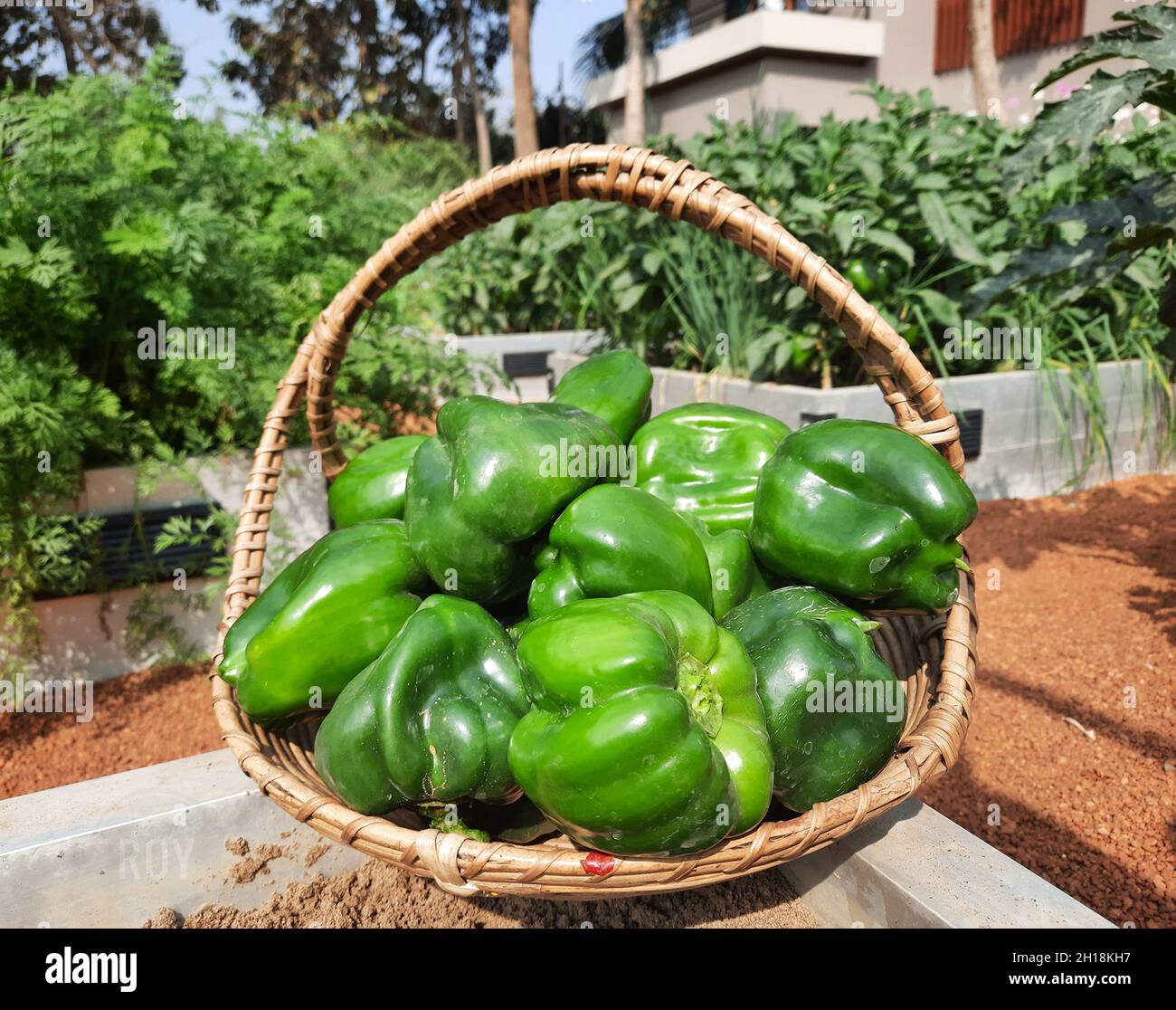 garden fresh capsicum cultivation in organic farming Stock Photo - Alamy