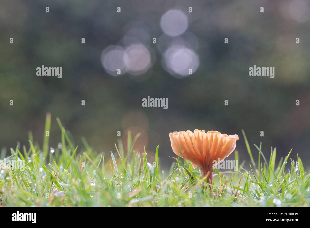 single small mushroom Stock Photo - Alamy